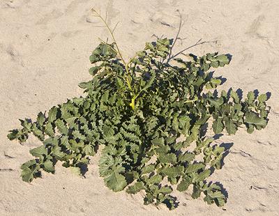 Sahara Mustard | Center for Invasive Species Research