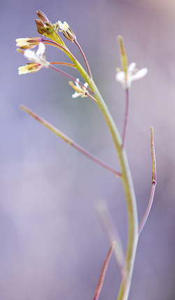 Sahara Mustard | Center for Invasive Species Research
