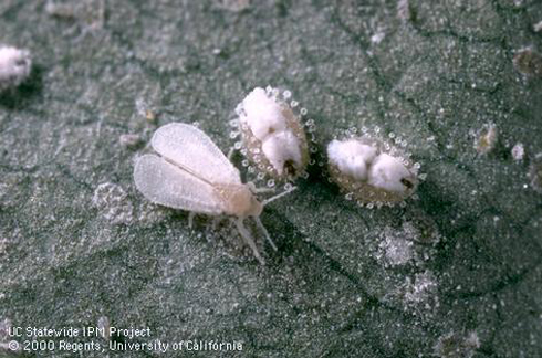 Ash Whitefly | Center for Invasive Species Research