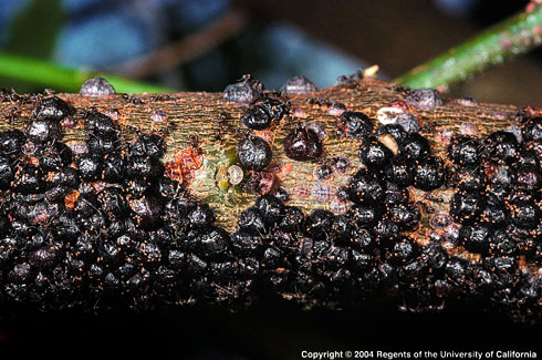 Black Olive Scale | Center for Invasive Species Research