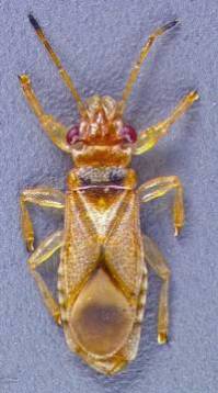 Bronze Bug | Center for Invasive Species Research