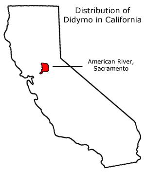 Didymo (or Rock Snot) | Center for Invasive Species Research