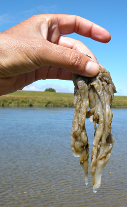 Didymo (or Rock Snot) | Center for Invasive Species Research
