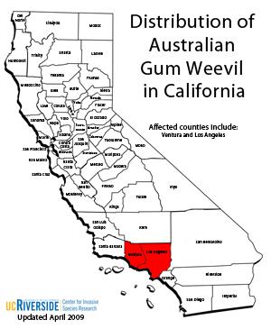 Australian Gum Tree Weevil | Center for Invasive Species Research