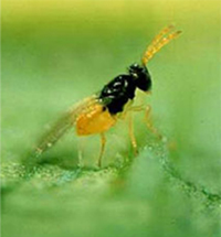 Ash Whitefly | Center for Invasive Species Research