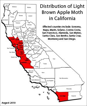 Light Brown Apple Moth | Center for Invasive Species Research