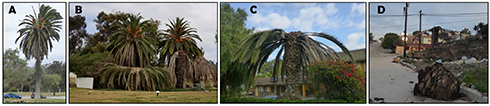 The South American Palm Weevil Invasion in San Diego County, California ...