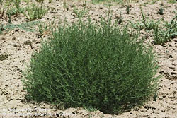 Russian Thistle | Center for Invasive Species Research
