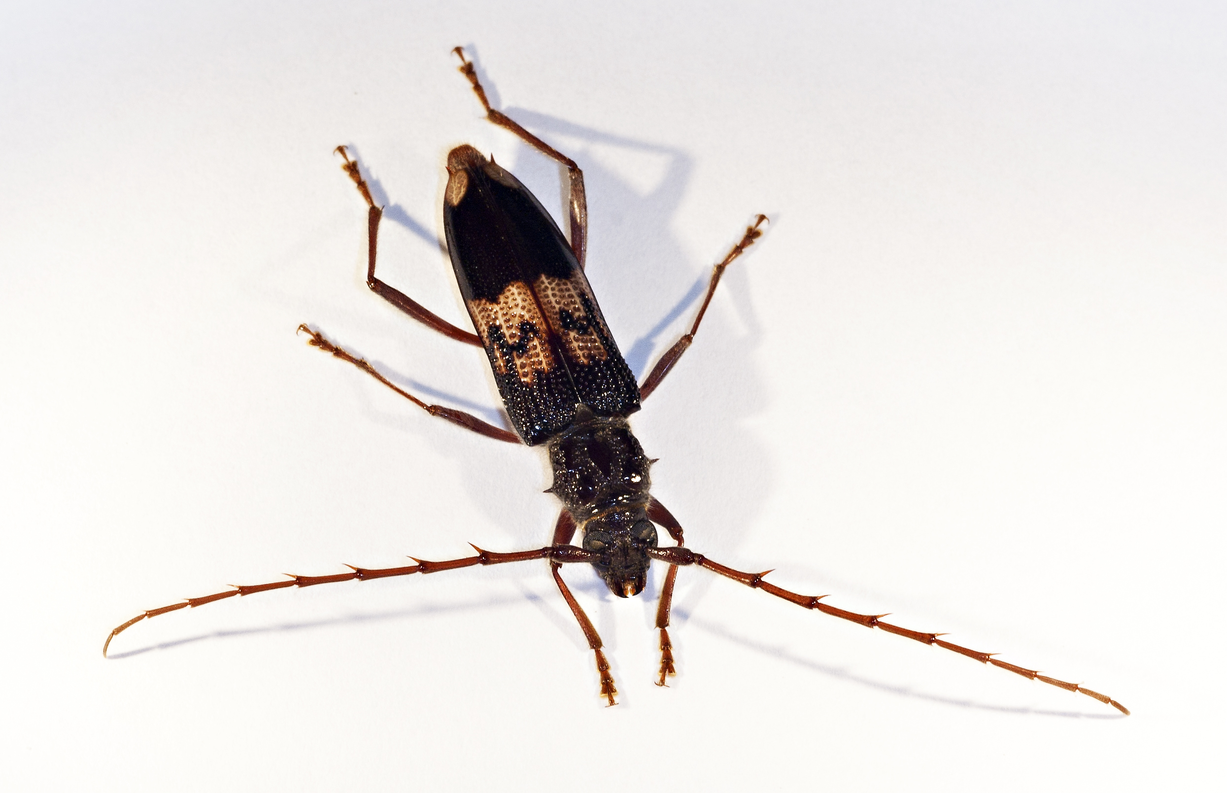 Eucalyptus Longhorned Borer | Center for Invasive Species Research