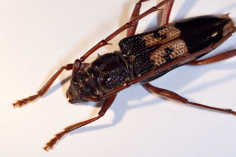Eucalyptus Longhorned Borer | Center for Invasive Species Research