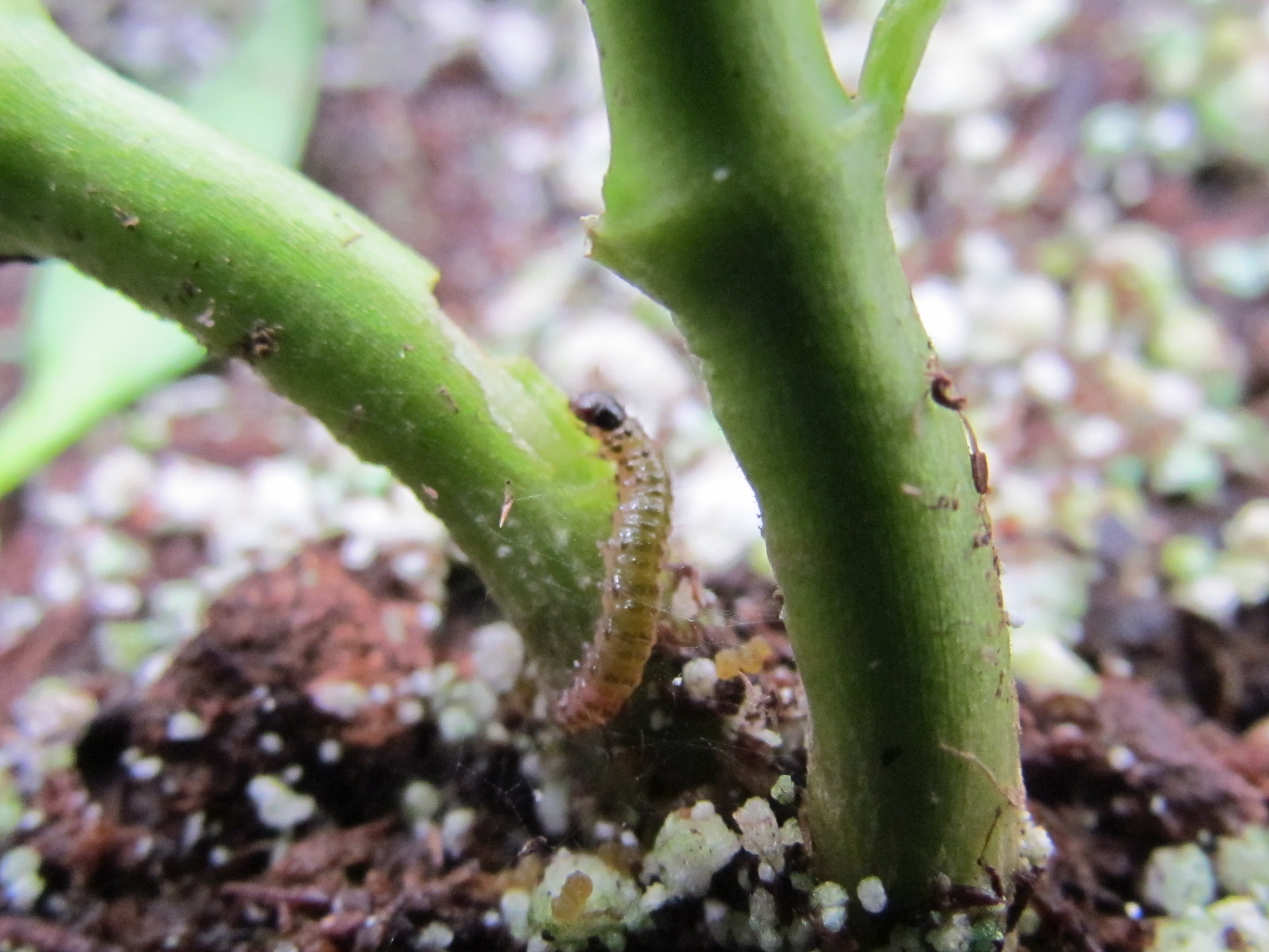 European Pepper Moth | Center for Invasive Species Research