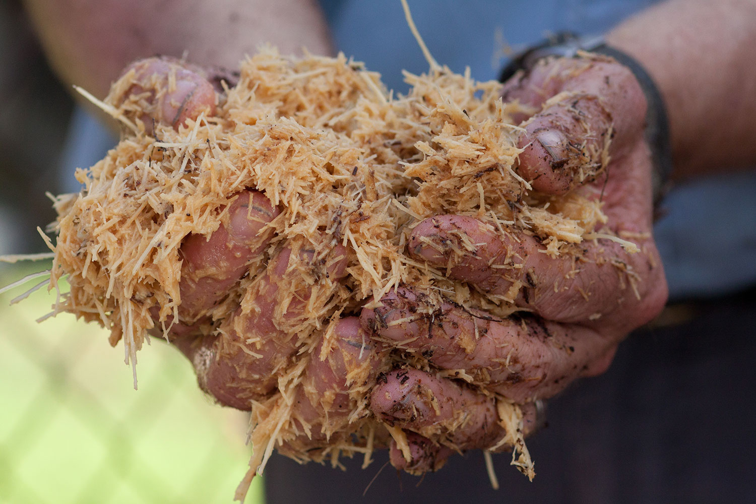 Red Palm Weevil | Center for Invasive Species Research