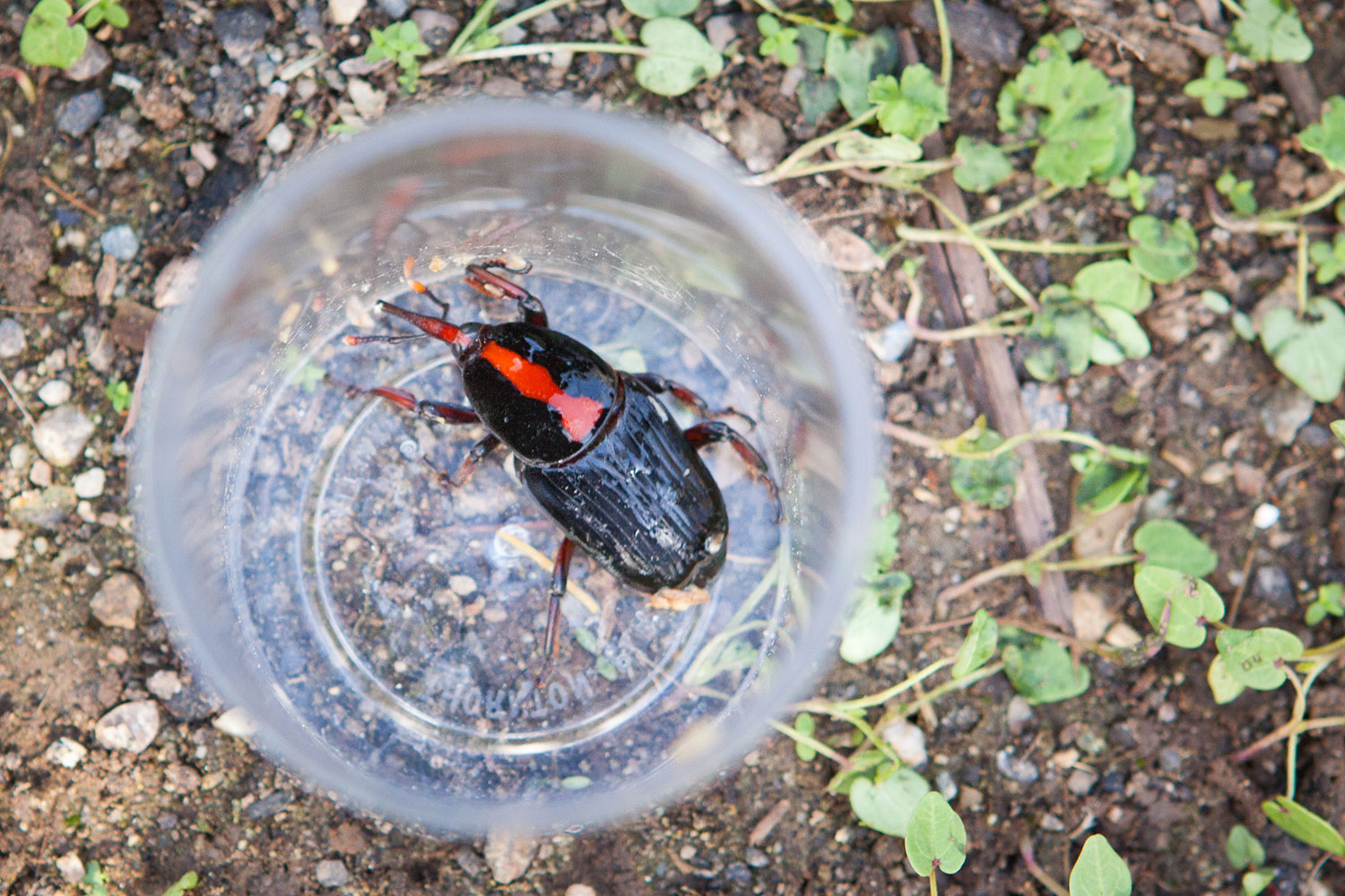 Red Palm Weevil | Center for Invasive Species Research