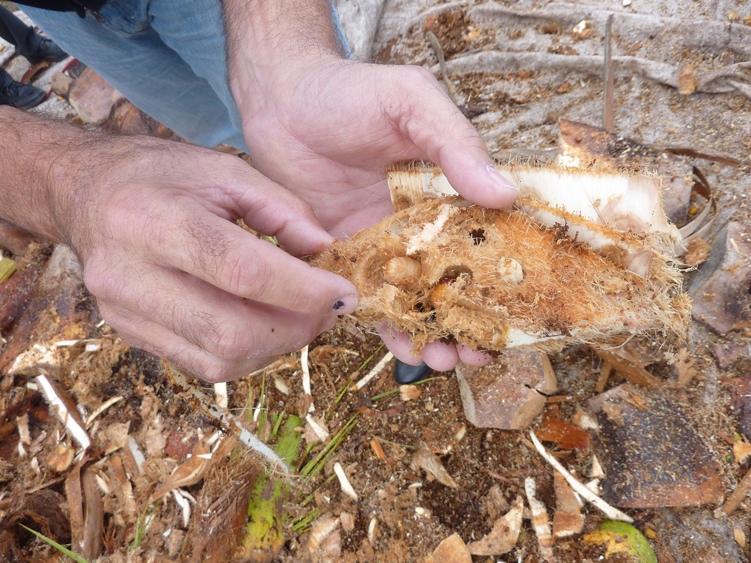 Red Palm Weevil | Center for Invasive Species Research