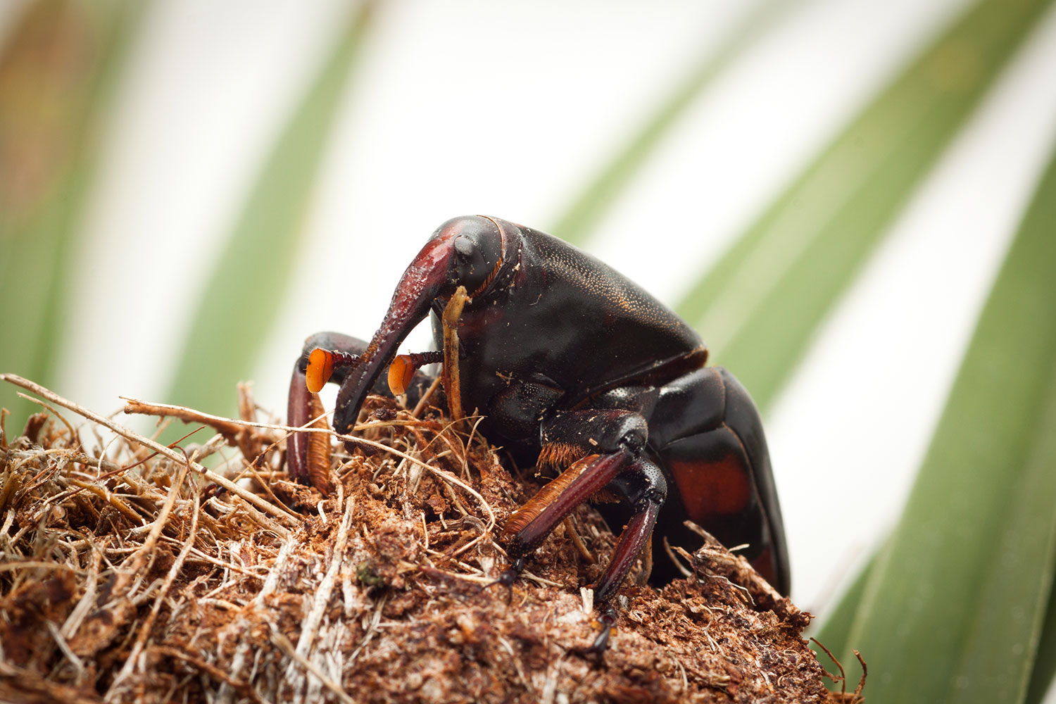 Red Palm Weevil | Center for Invasive Species Research