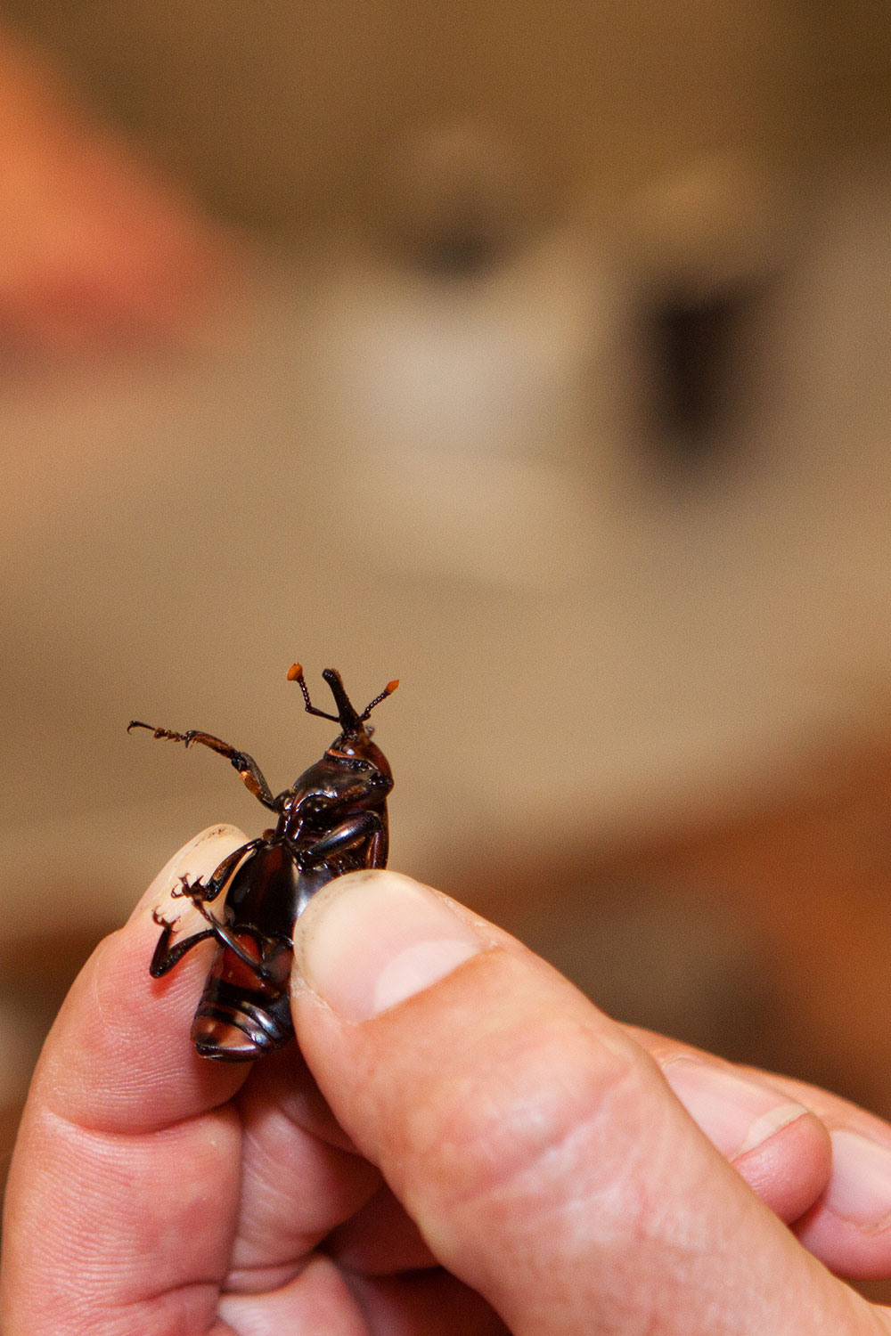 Red Palm Weevil | Center for Invasive Species Research