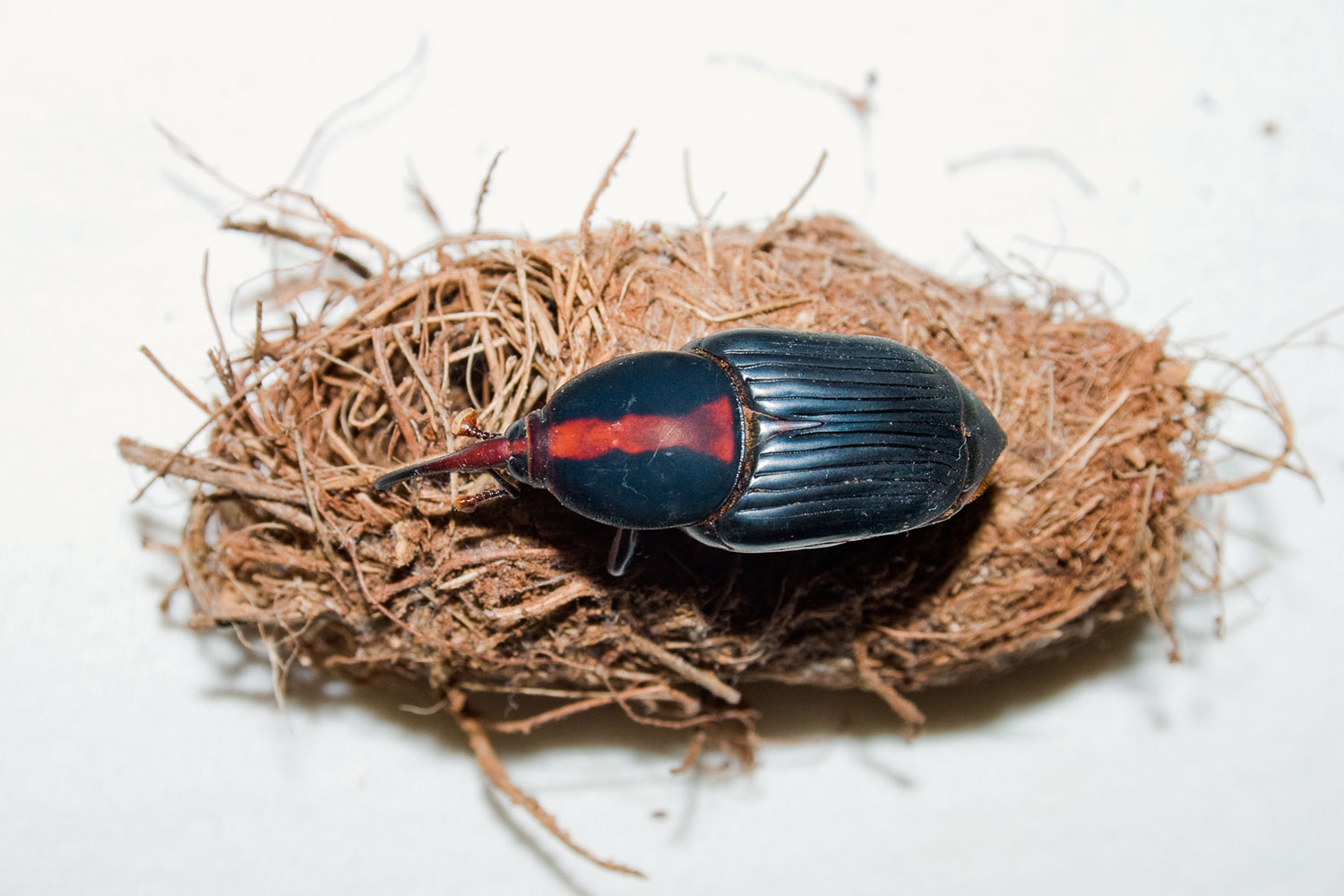 Red Palm Weevil | Center for Invasive Species Research