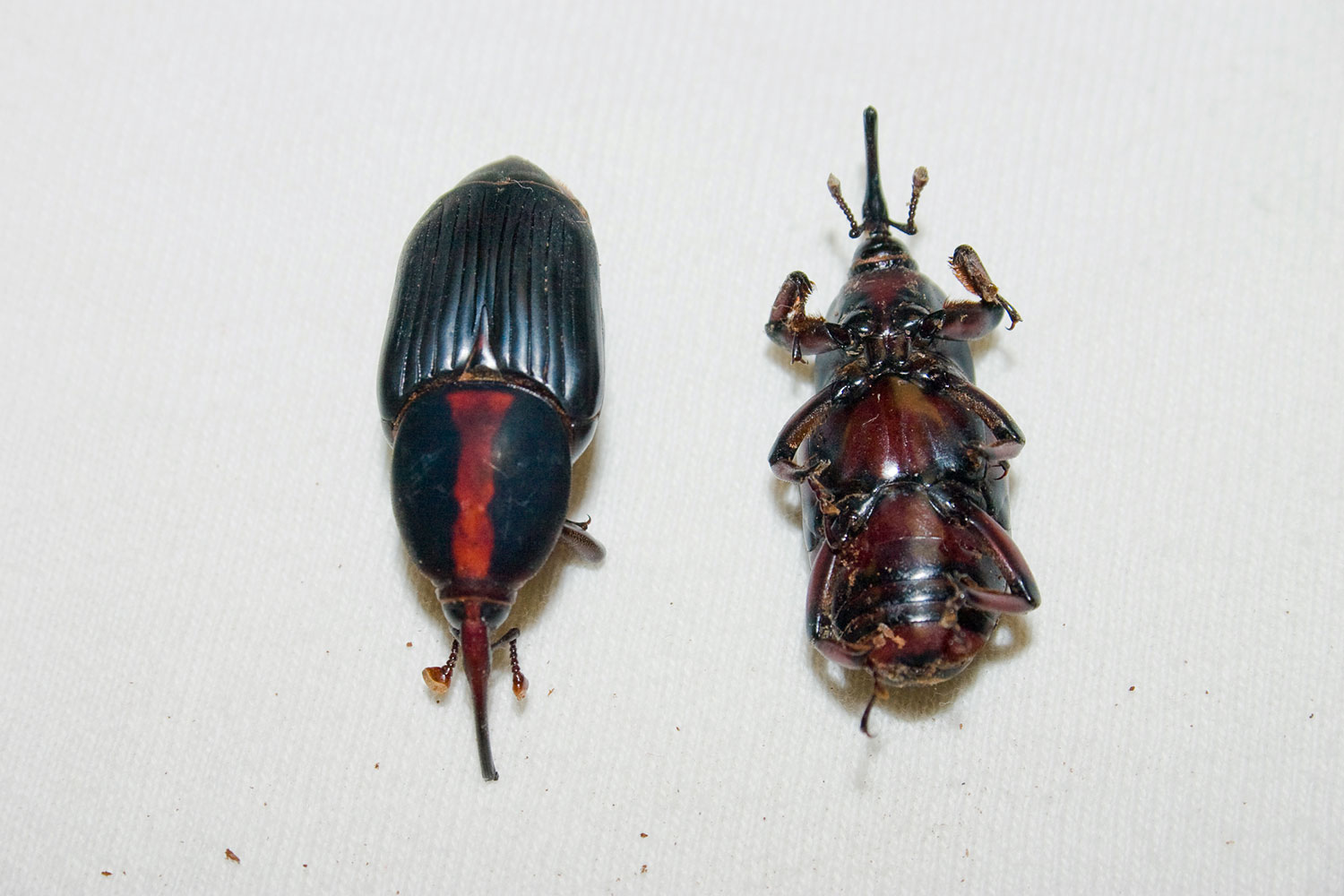 Red Palm Weevil | Center for Invasive Species Research