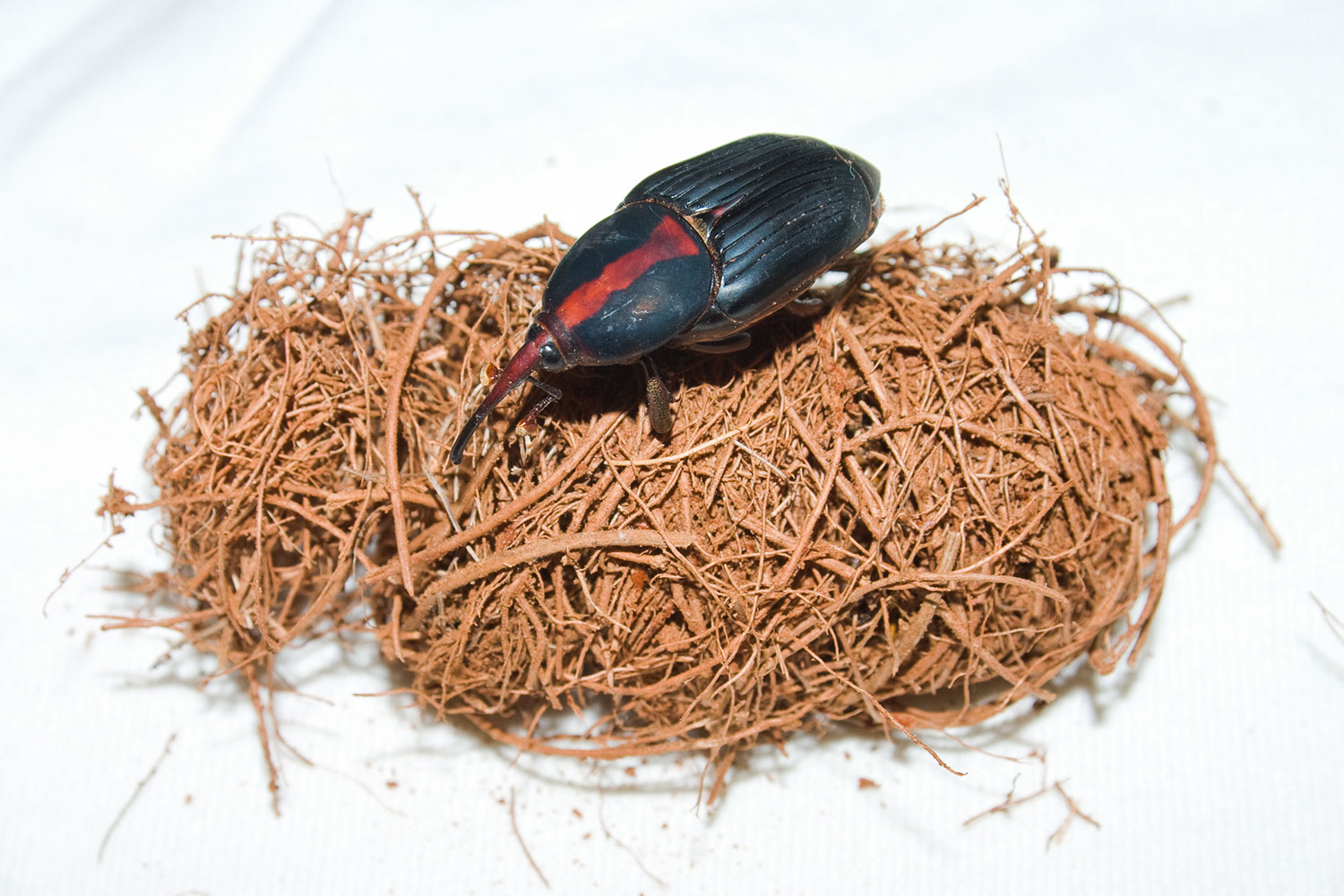 Red Palm Weevil | Center for Invasive Species Research