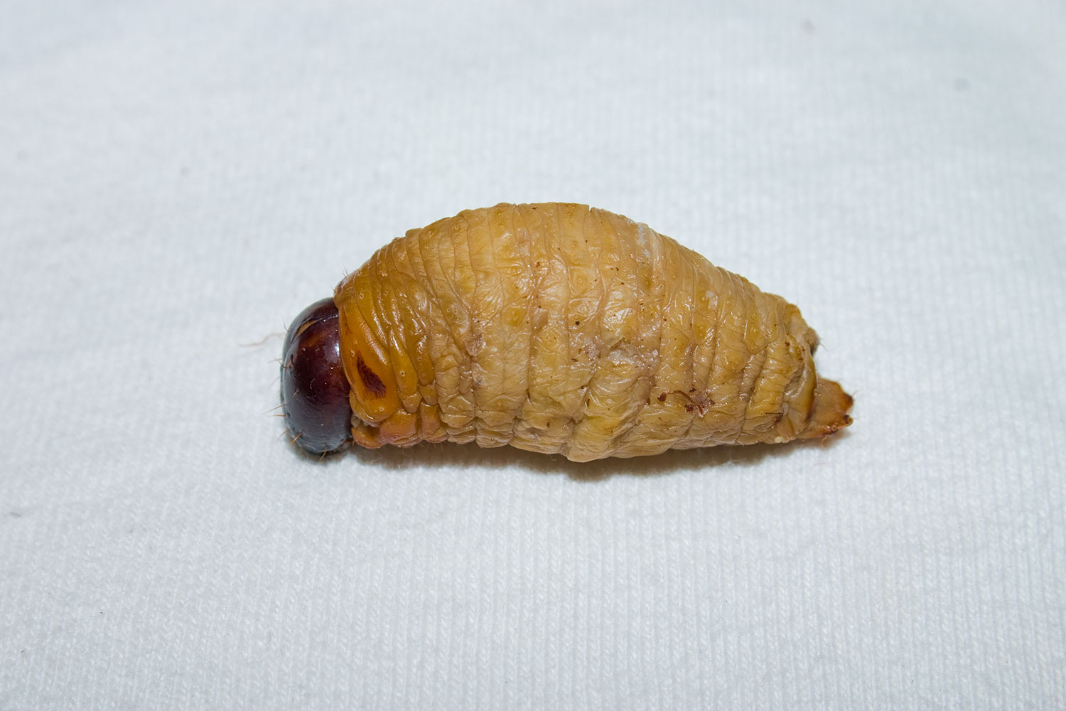 Red Palm Weevil | Center for Invasive Species Research