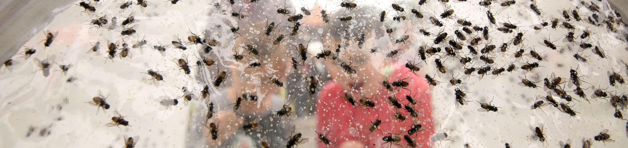 UCR/CISR Facilities | Center for Invasive Species Research